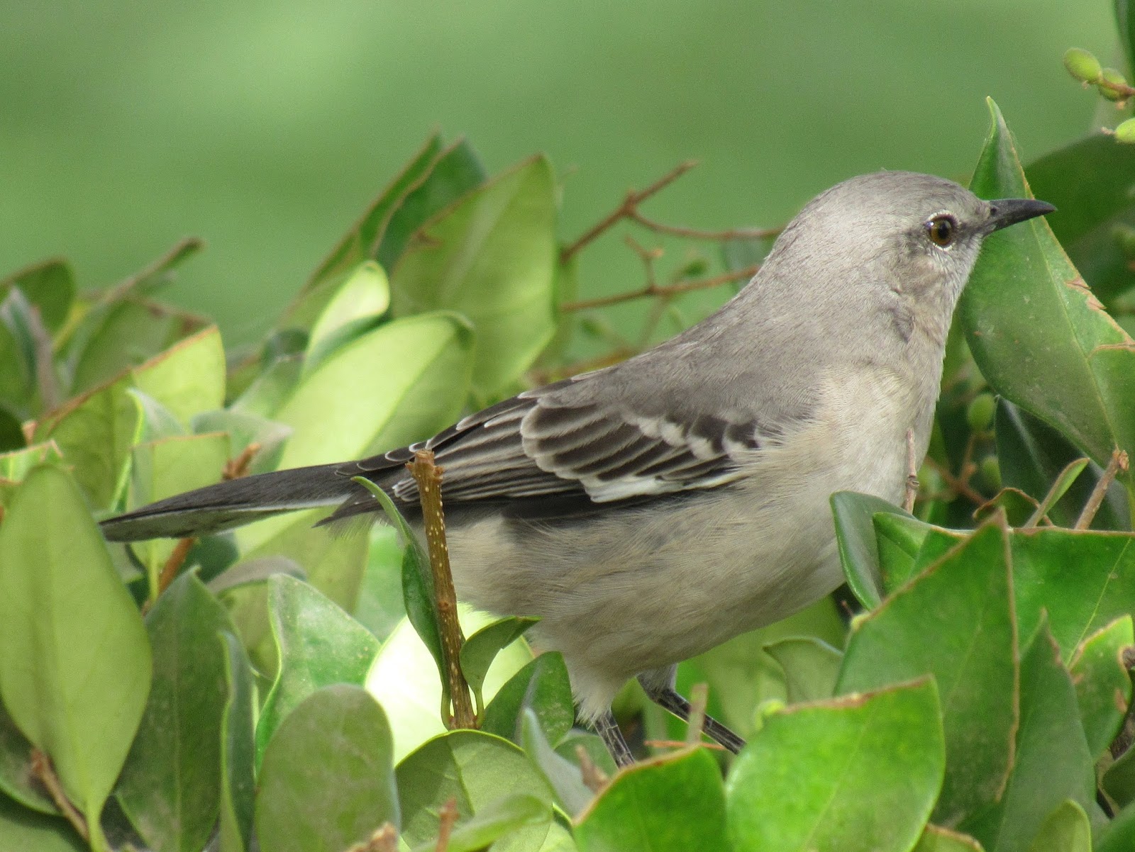 The Northern Mockingbird: An Ardent Songster