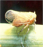 Budidaya Teknik dan Teknologi Pertanian: Pengendalian Hama Wereng