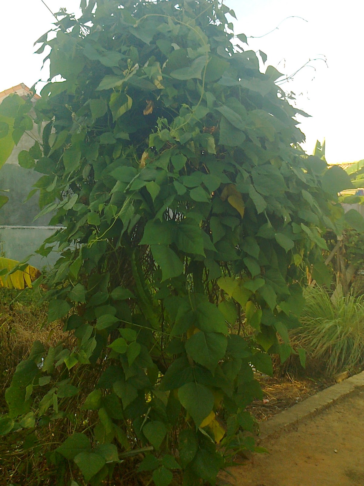 Winged Bean ~ FIKRI A BAKER