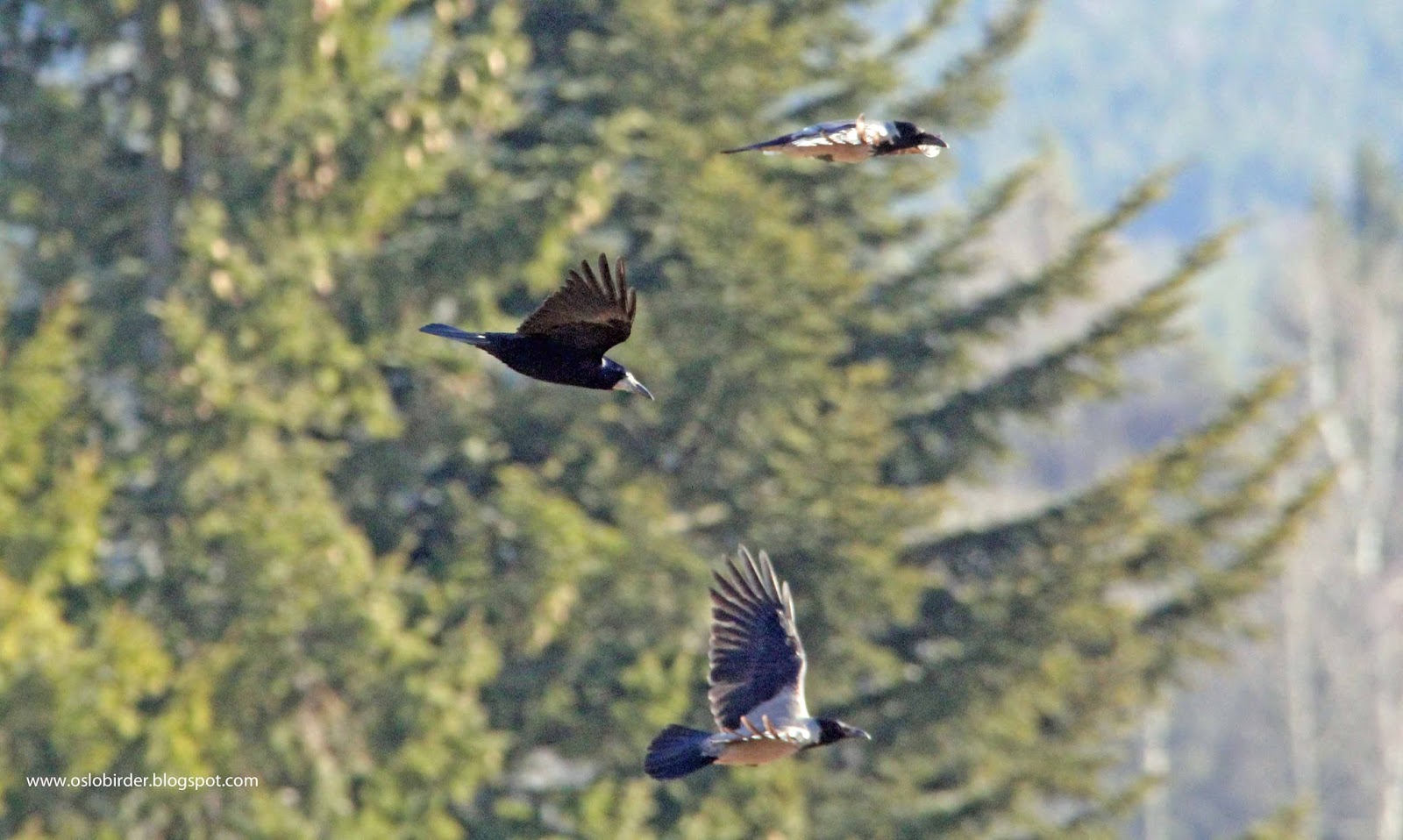 OSLO BIRDER: Hotting up in Maridalen