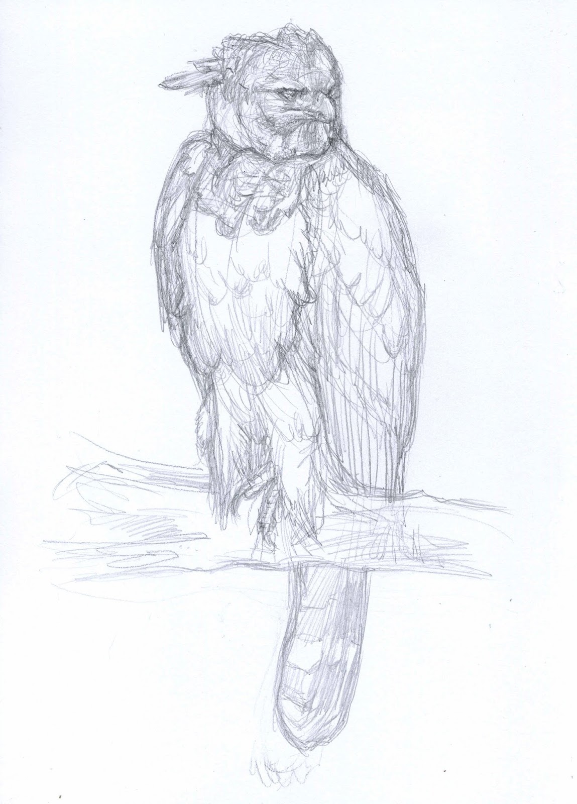 Harpy eagle drawing in stages