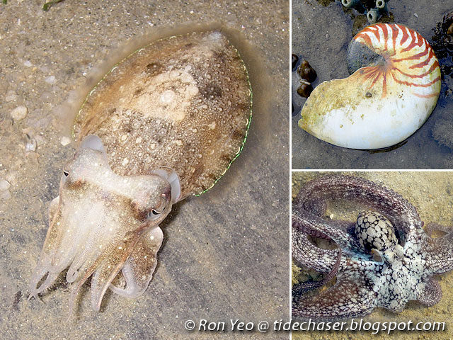 tHE tiDE cHAsER: Molluscs (Phylum Mollusca) of Singapore