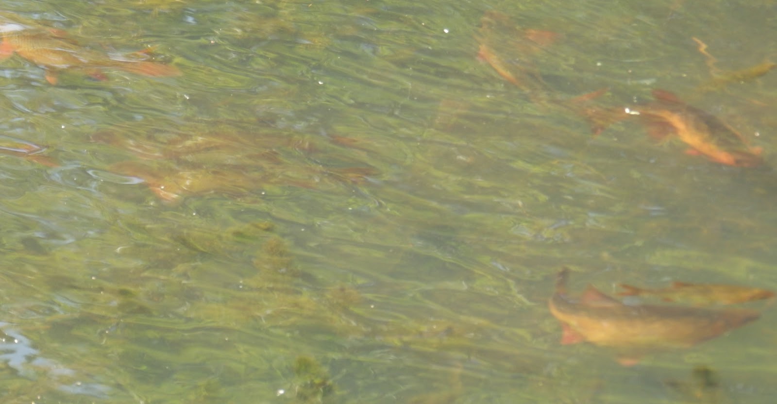 BRITISH WILDLIFE: GOLDEN RUDD IN A SECRET PLACE