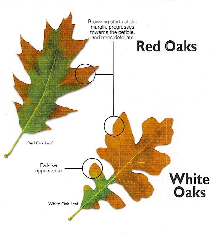 Mad Moose Mama: Tree Disease in Eastern Ontario ~ Oak Wilt