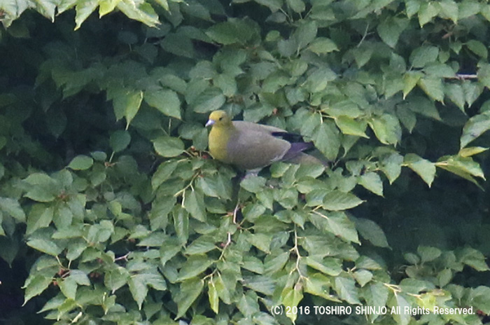 YAMASEMI WEB BLOG: 繁殖期の球磨川界隈は野鳥も忙しい。 Kuma River area during the ...