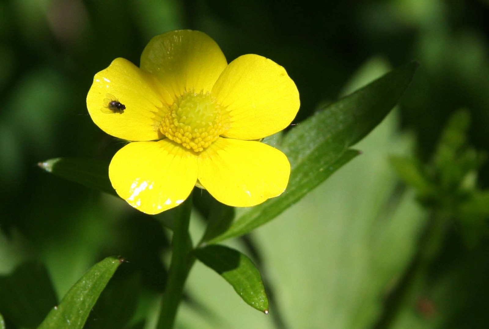 Isabella Conservation District Environmental Education Program: Native ...