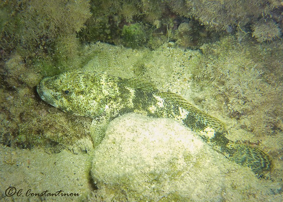 Biodiversity of Cyprus by NGO Protection of the Natural Heritage and ...