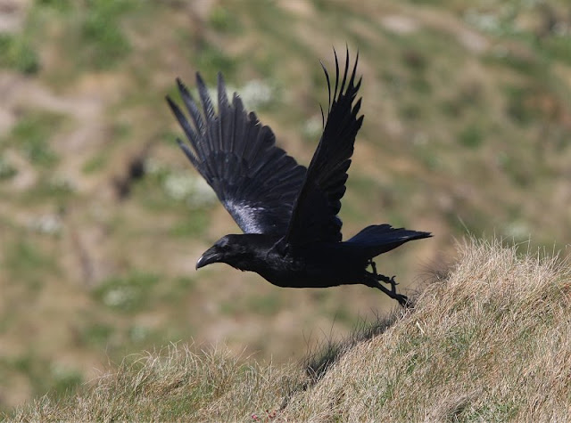 Murfs Wildlife : Raven