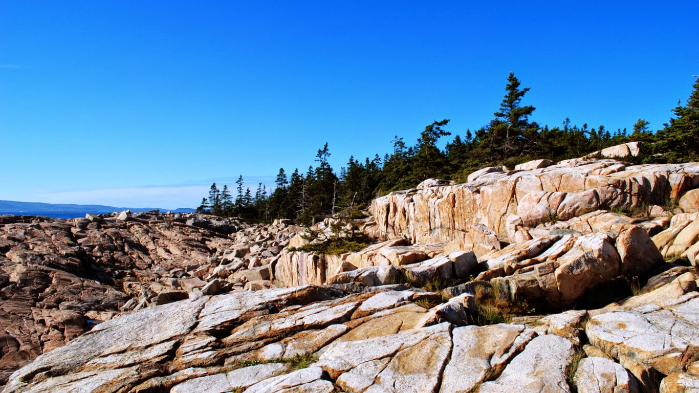 Field Notes and Photos: Beetles at Acadia National Park