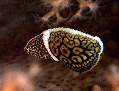 IKAN LAUT ASLI INDONESIA: Keling