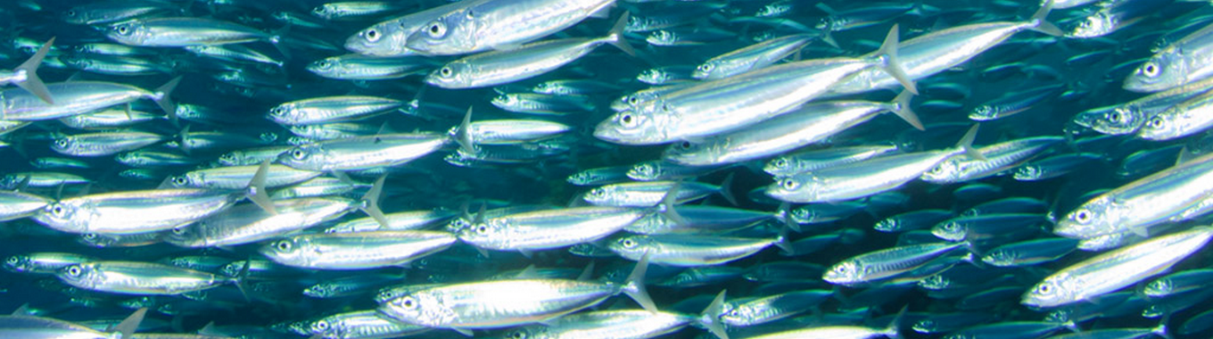 Natural Gas Fracked bacterial fishmeal can save the worlds fish and ...