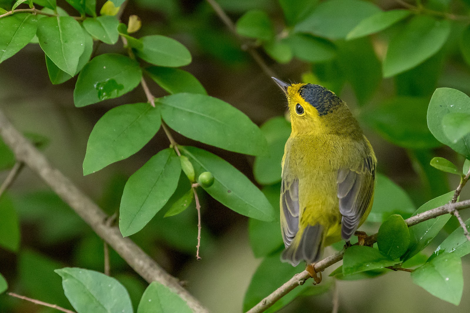 Wilson's warbler.
