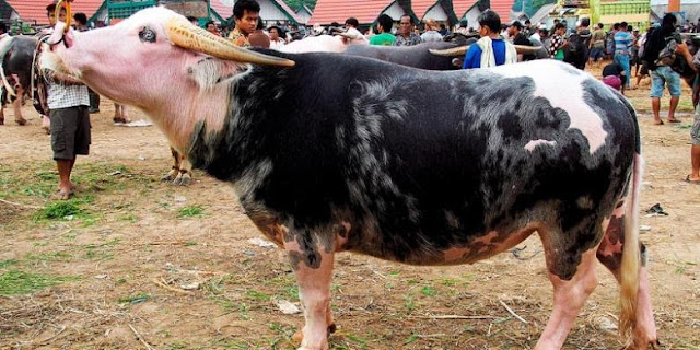 Pasar Hewan Ternak Kerbau Terbesar di Sulawesi Selatan - CARA BUDIDAYA