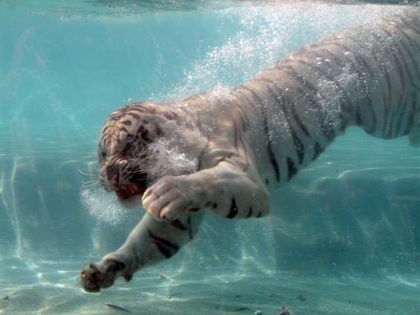 Photozofmydayz: Tiger diving