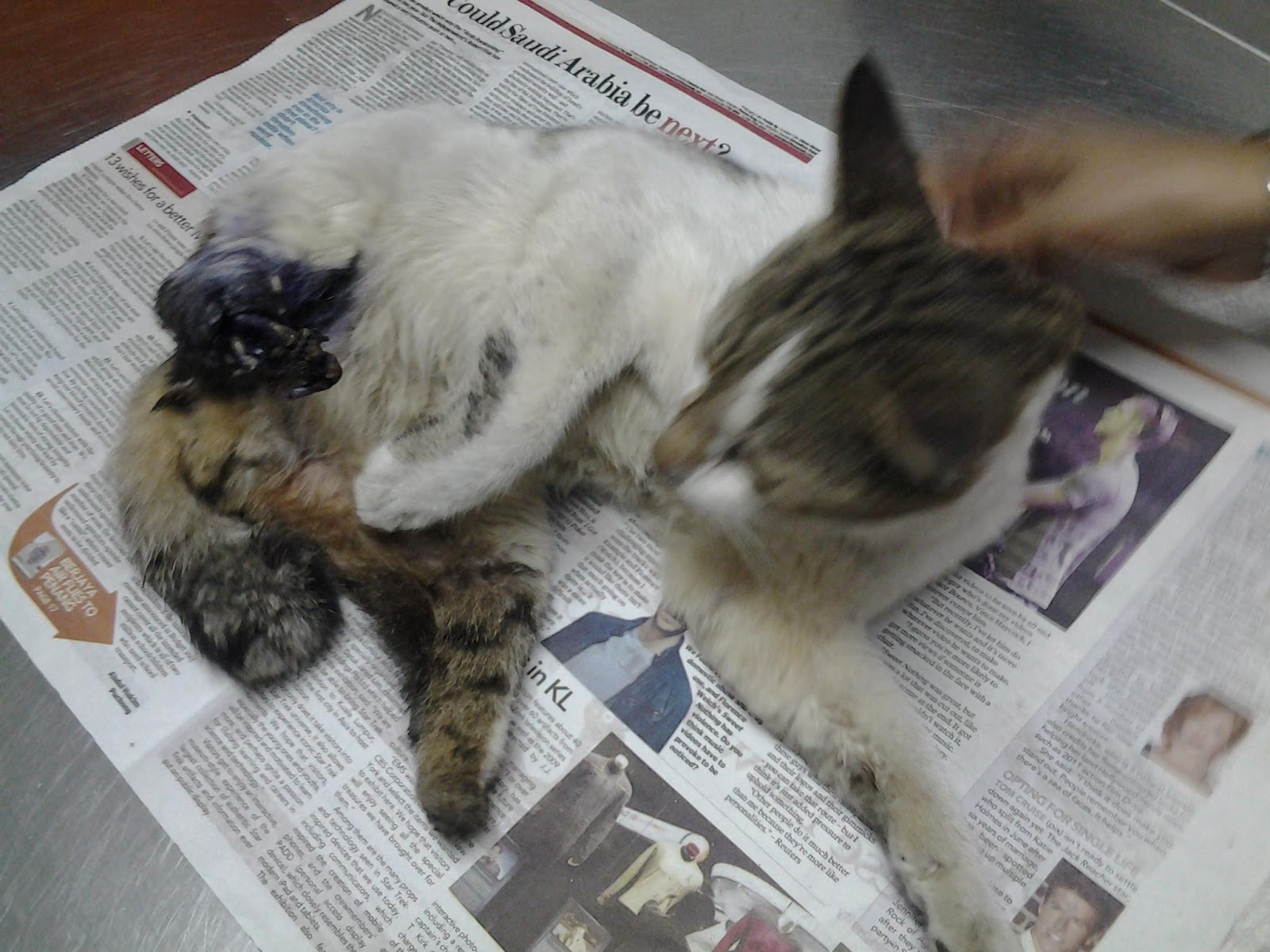 The Voice Of Aunty Umairah: Penderaan Terhadap Haiwan