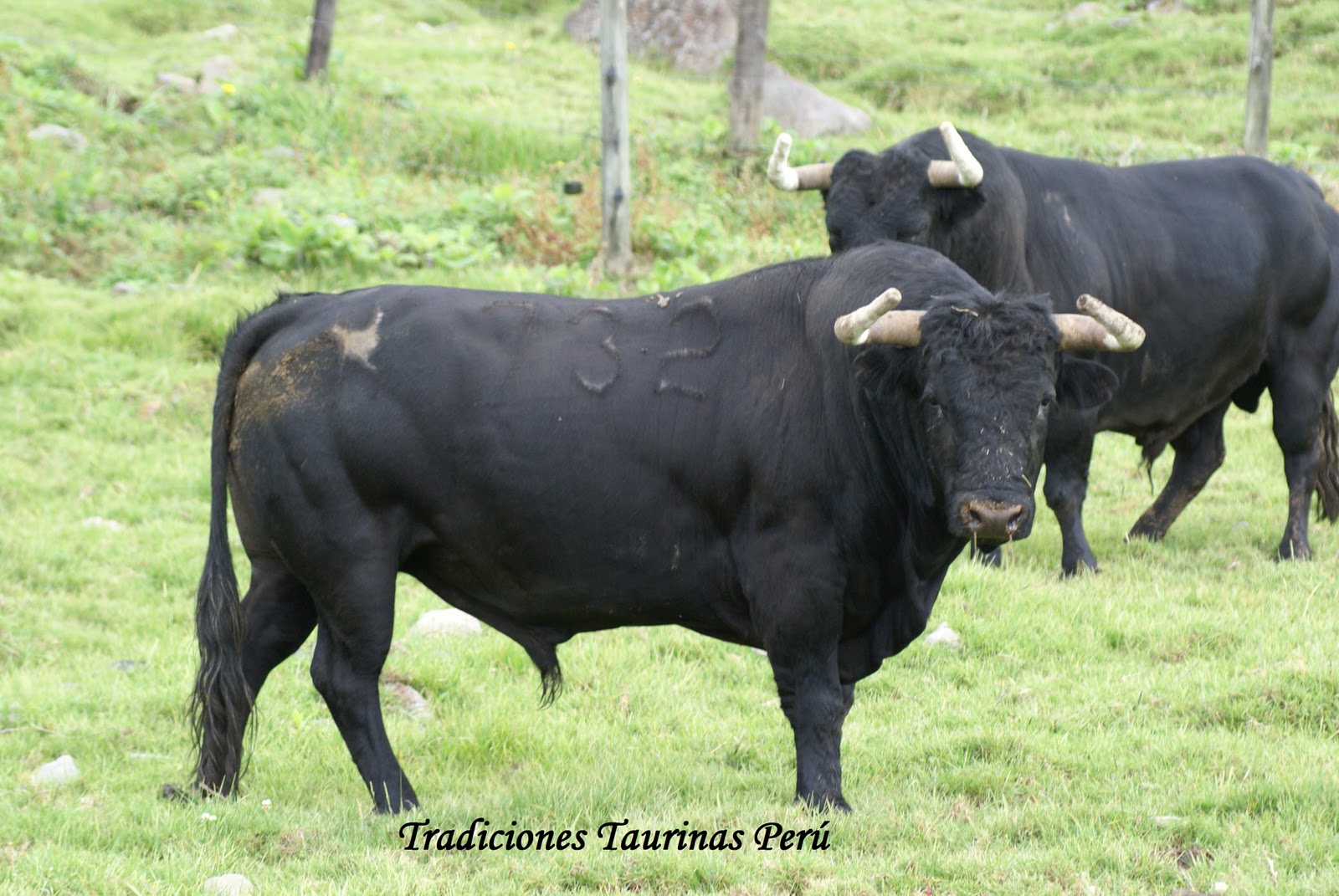 Tradiciones Taurinas Perú.: Comisión de cutervo compra 2 encierros de ...