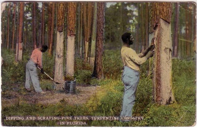 News Man: Turpentine the Miracle Medicine, Candida Cleaner (CURE) Dr ...