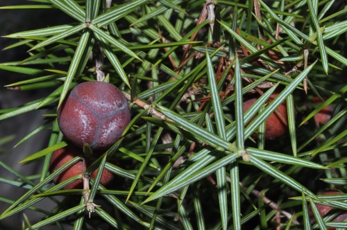 Les étoiles d'ArtLubie: DE CADE A CADUM...