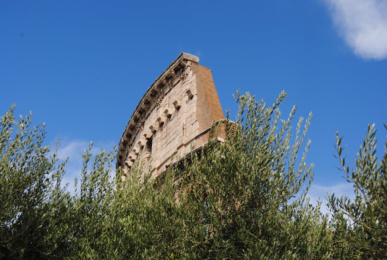 Orbis Catholicus Secundus: Rome Olive Trees