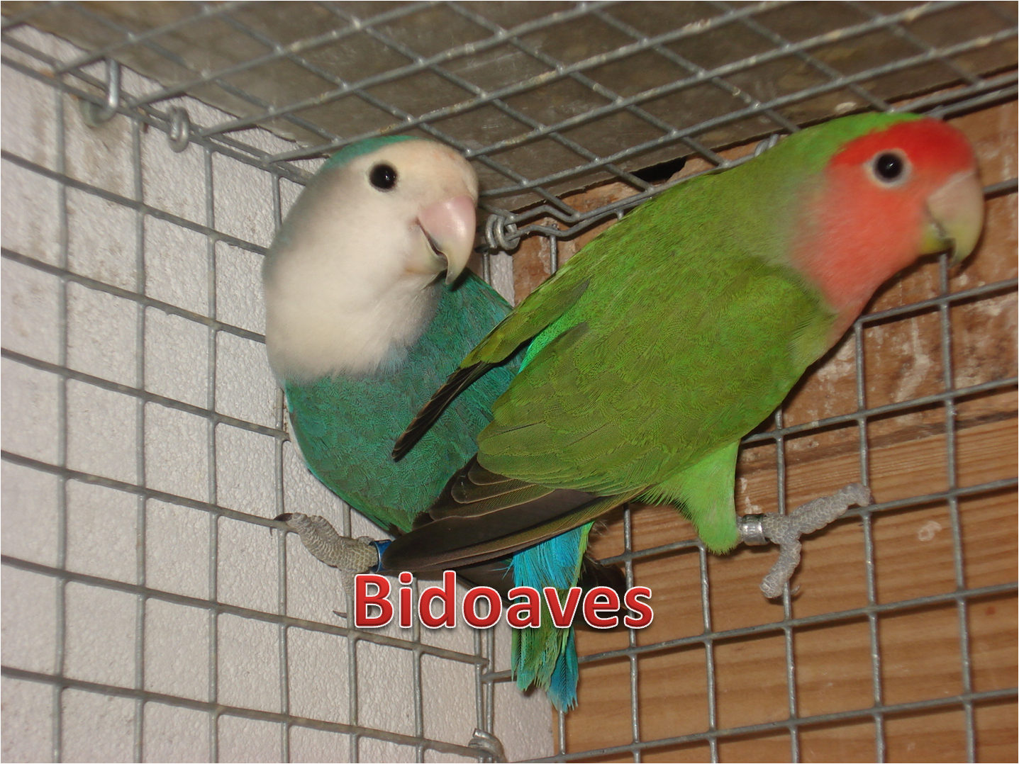 Bidoaves: Roseicollis