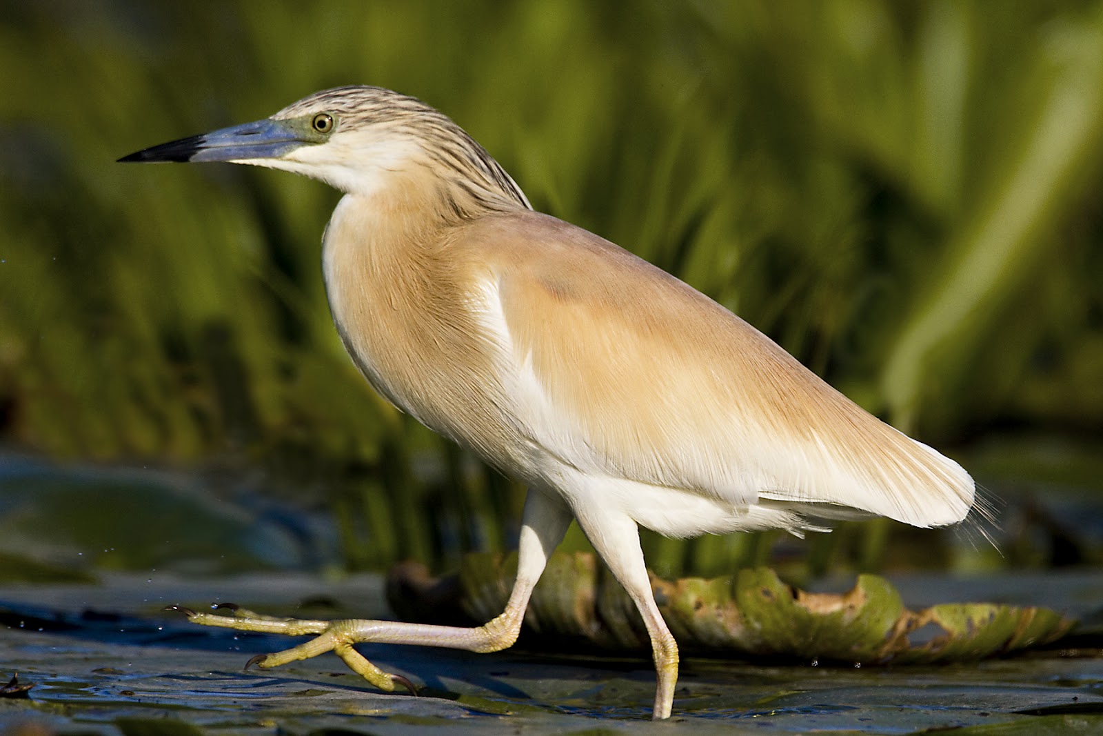 PETER'S PORTFOLIO..............Bird & Wildlife Photography: Squacco Heron