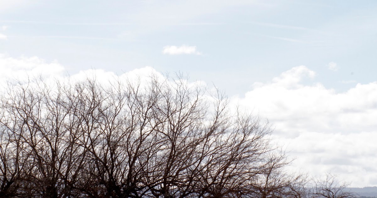 fotografia jdfk: Arrels