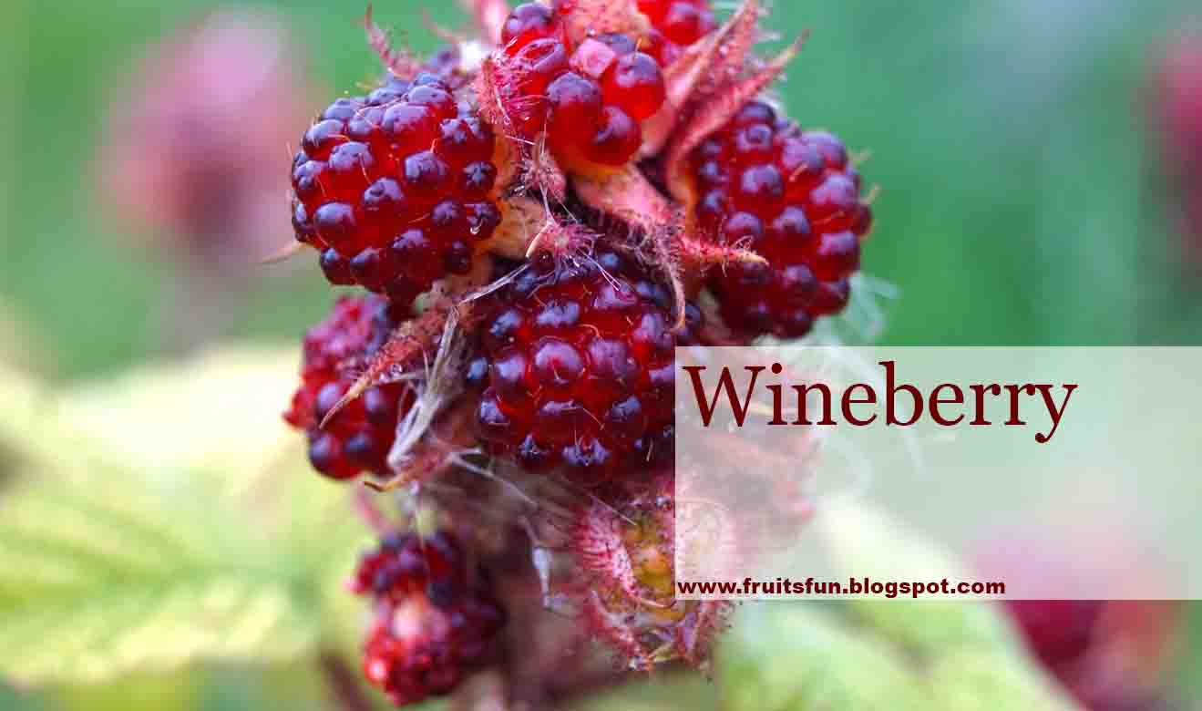 Ever Fresh Fruits: February 2016