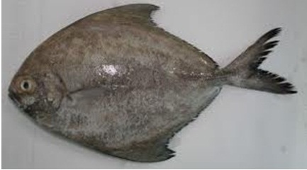 gHara javaN (Home Food): Konkani names for fish