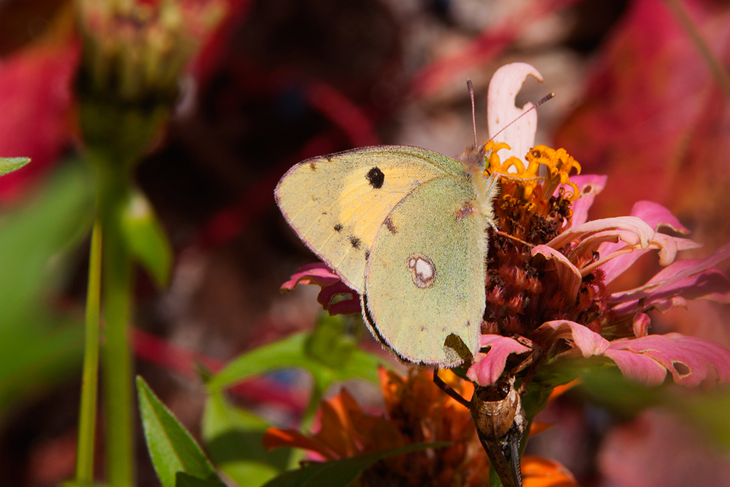 Compis: Colias sp.