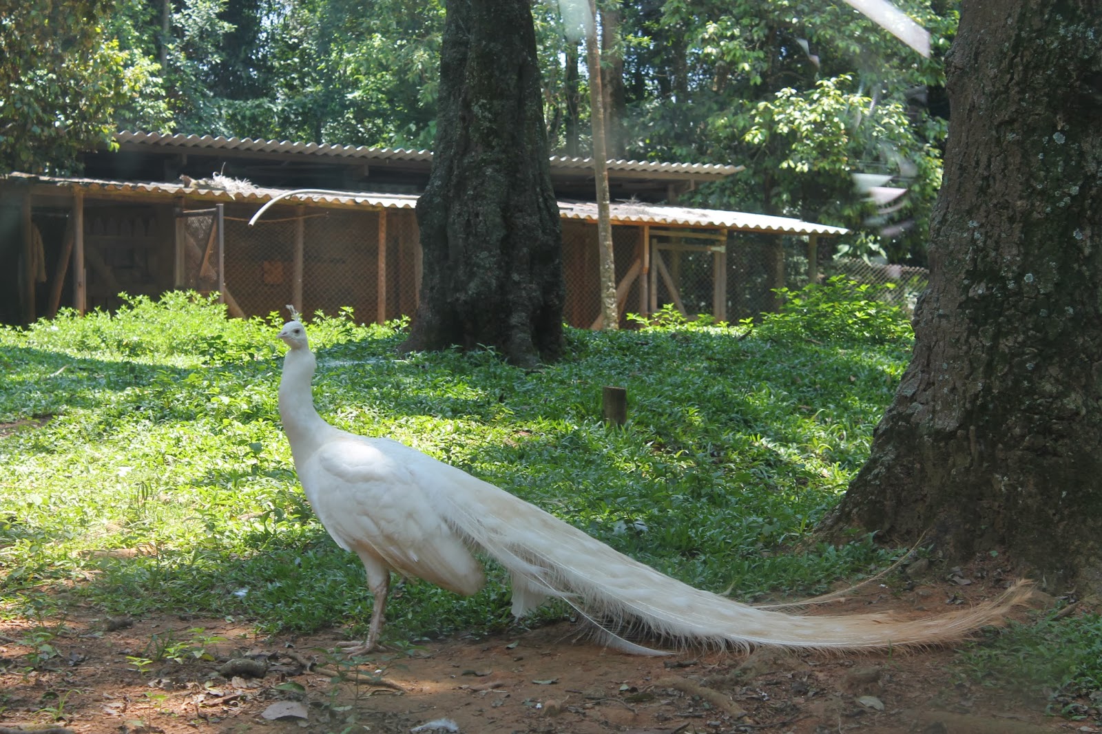 Zoo Safári (Antigo Simba Safári) - Uma Outra Sampa