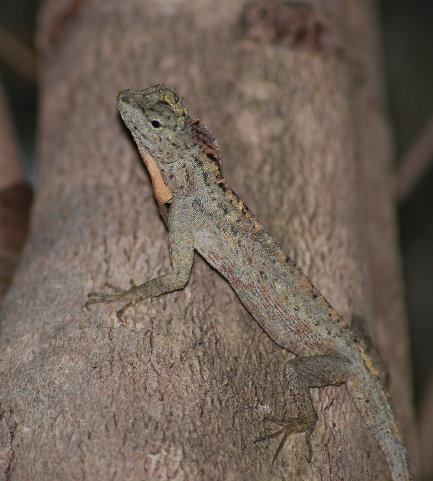 Wildlife of S. E. Asia and S. America. A Photo Journal by Francis ...