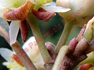 Jesus Palenzuela Borges: Loro, laurel (Laurus novocanariensis).