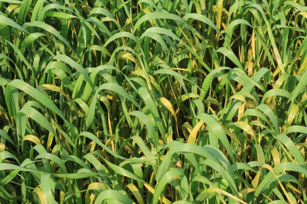 Grain Crops Update: Scout for Stripe Rust in Wheat