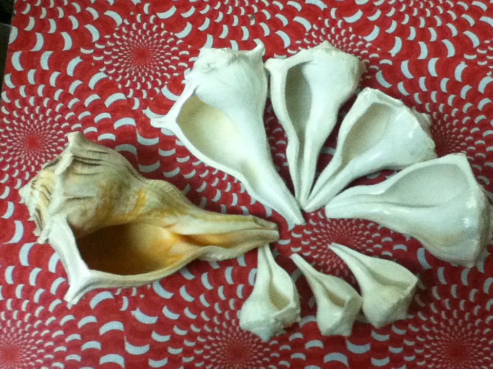 Sri Lakshmi Shankh: Original Valampuri Sangu For Sale in Chennai