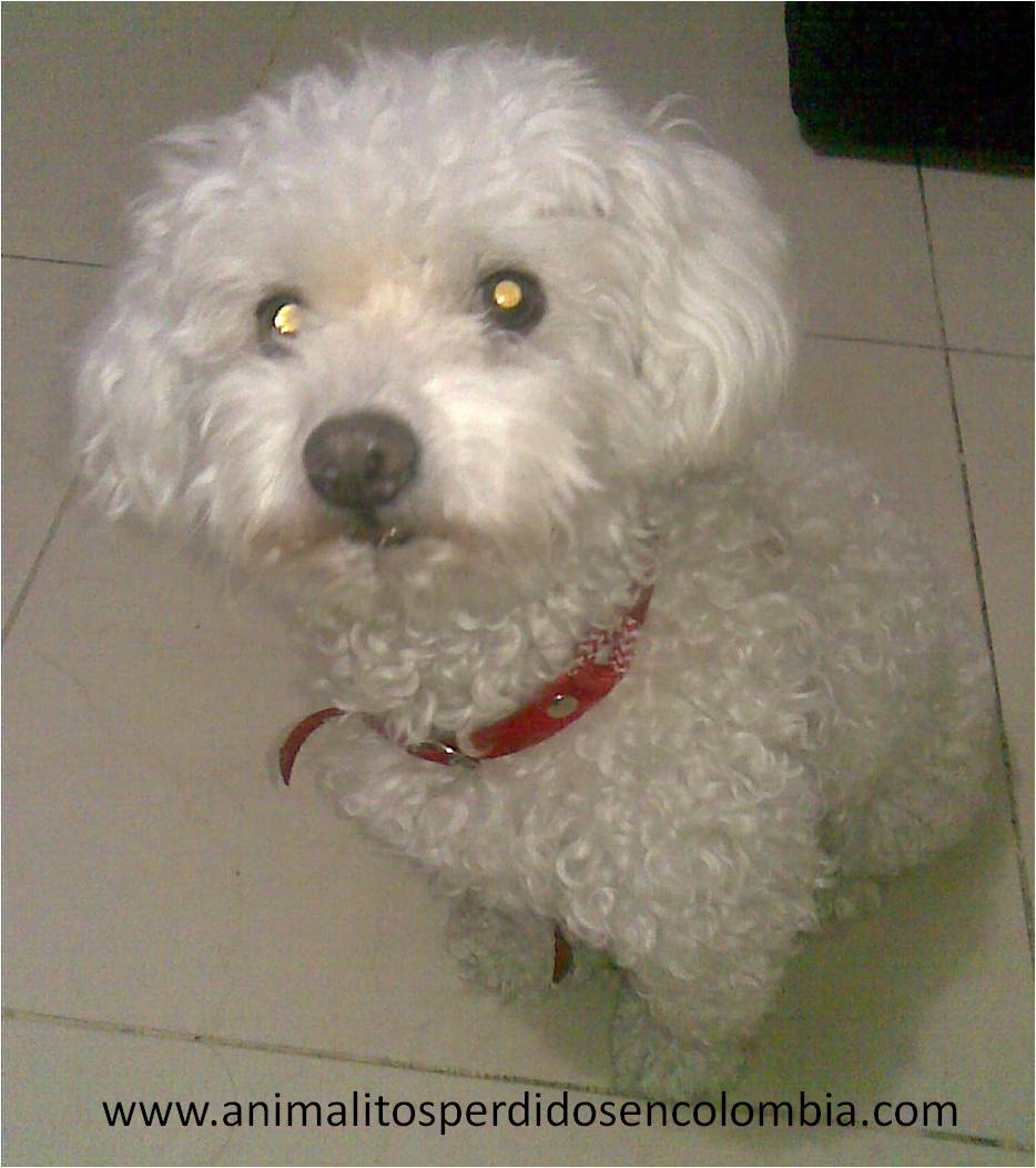 Animalitos Perdidos en Colombia: PERDIDO PEREIRA - PERRO FRENCH POODLE ...