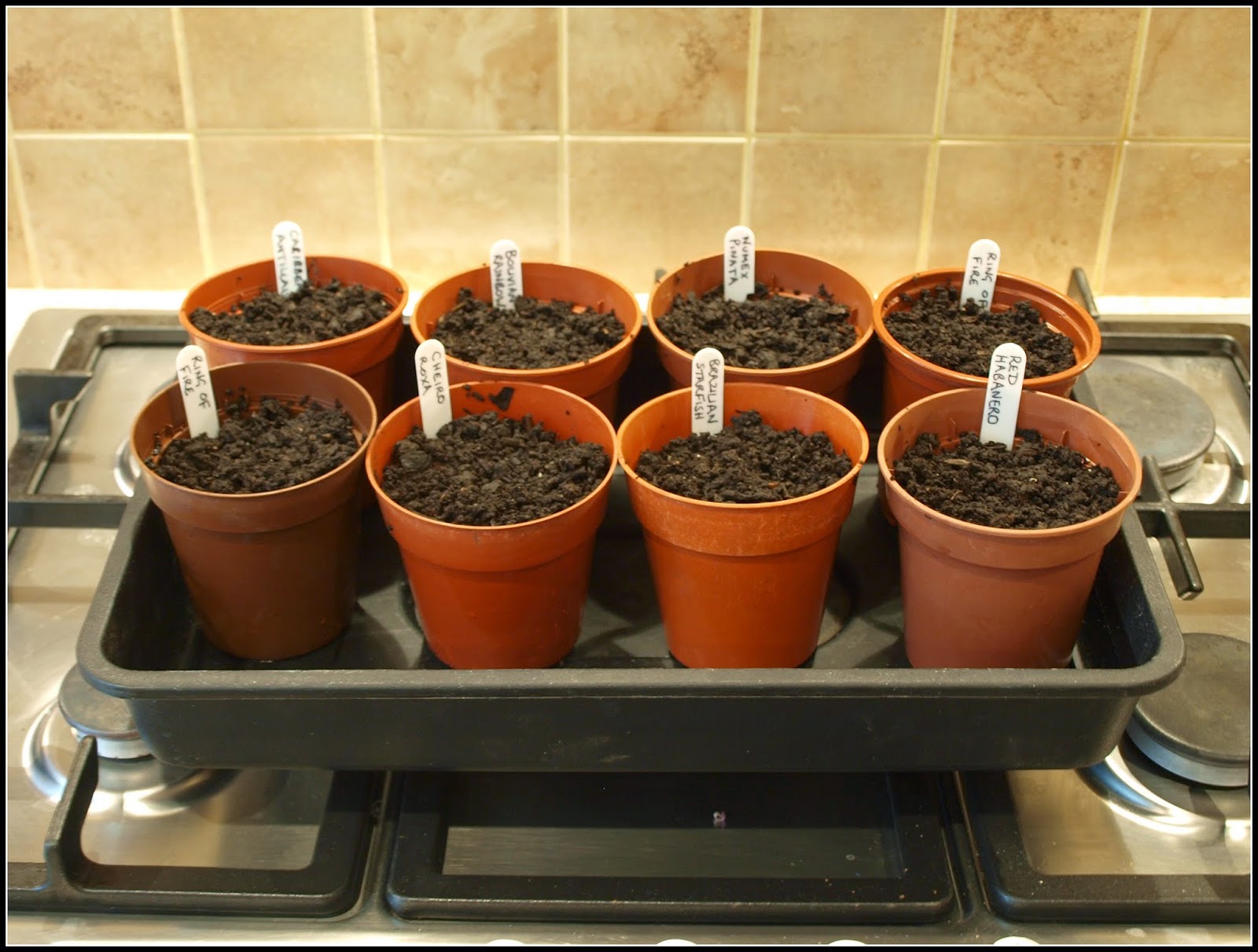 Mark's Veg Plot: Sowing chilli seeds