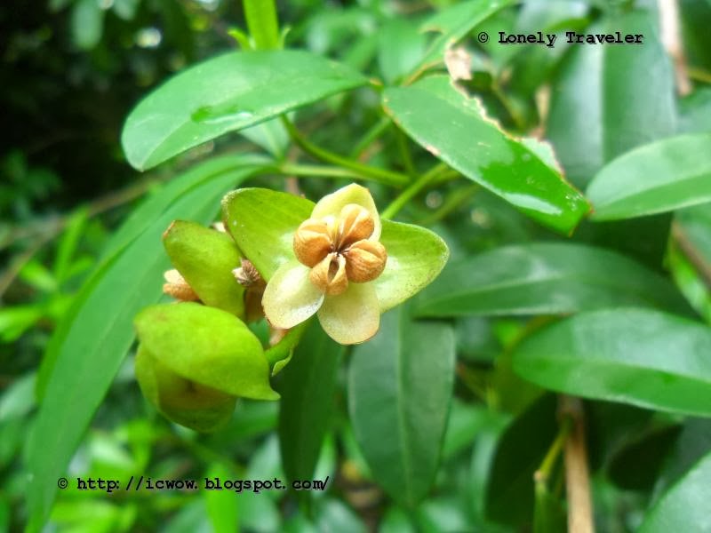 Lemonia Flower - Ravenia spectabilis