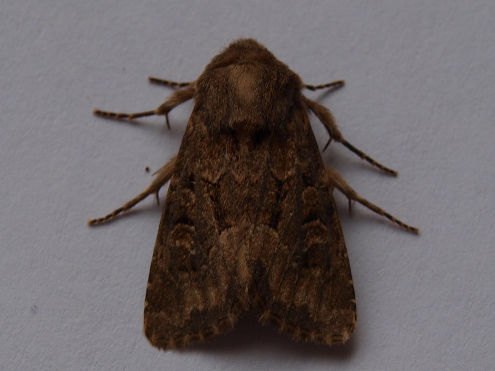 Ragged Robin's Nature Notes: More New Moth Species