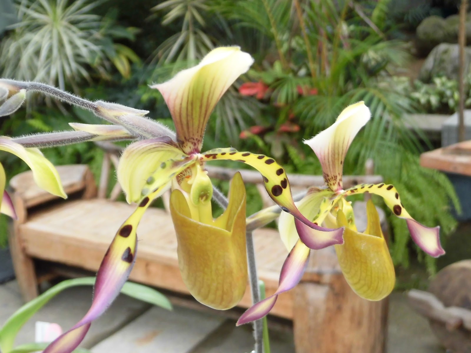 60歳で無職の優雅な日々: パフィオペディルム・トニ・センプル Paphiopedilum Toni Semple