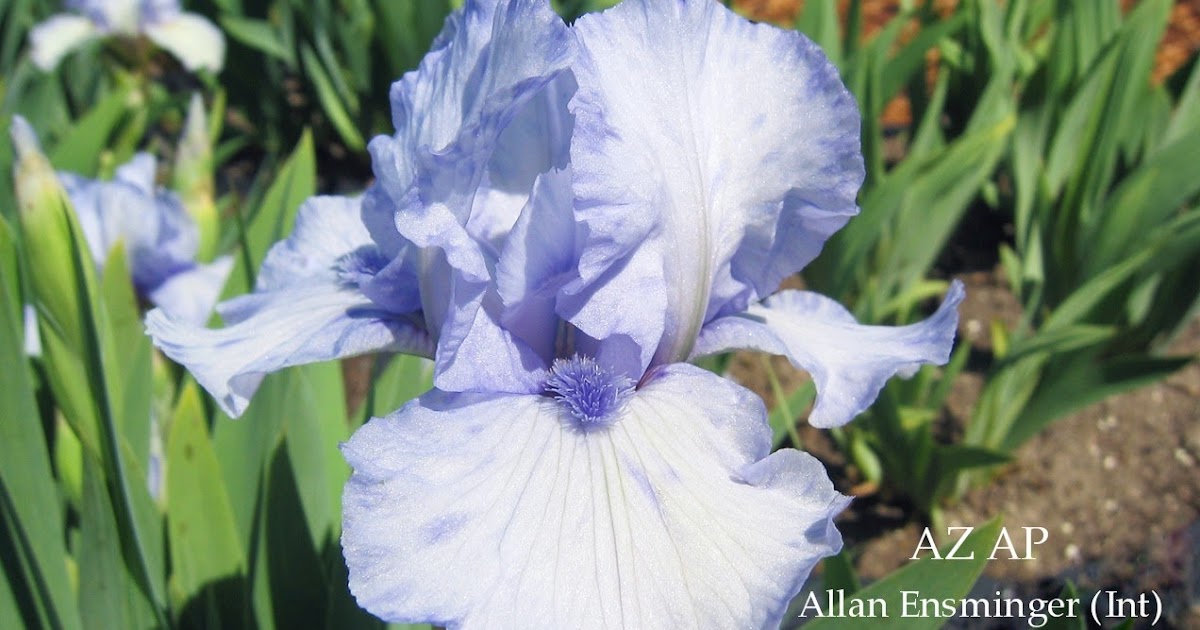 Intermediate Bearded Iris AZ AP ~ HERITAGE IRISES