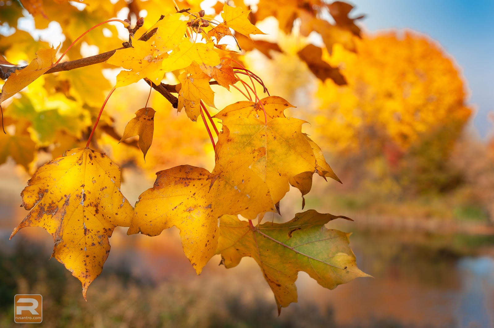 Rudens stāsti Jelgavā