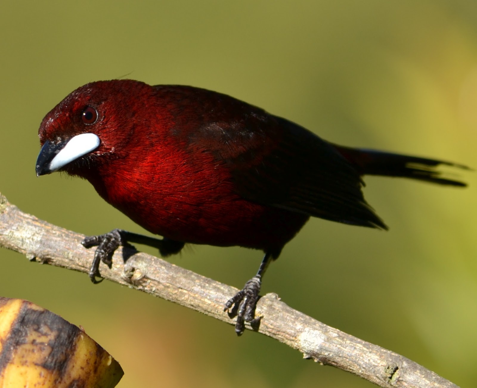 Aves de Jardín . Birds in our garden: Como se llama ese pajarito?
