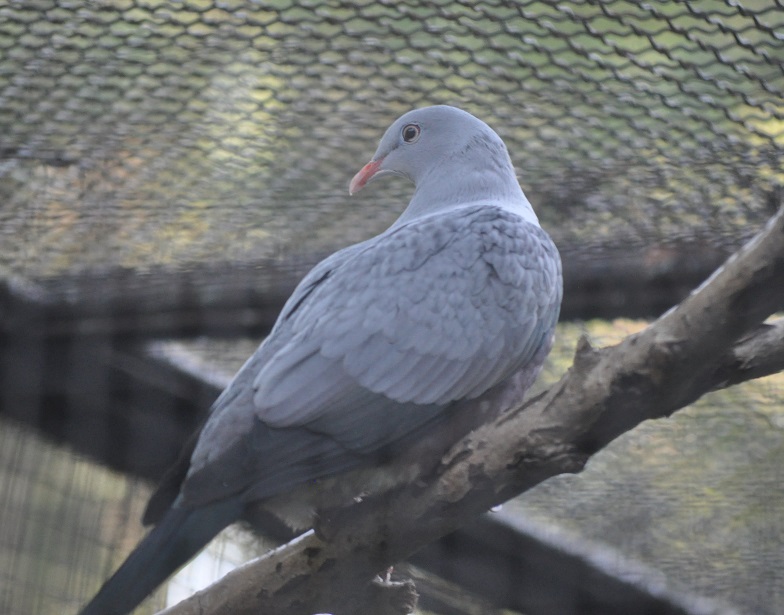 ZOOTOGRAFIANDO (6.100 ANIMALS): DÚCULA CAROLA / SPOTTED IMPERIAL-PIGEON ...