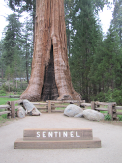 MuseumPreview.com: Giant Forest Museum