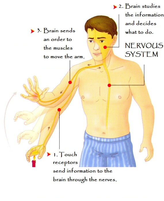 CIUDAD DE CÓRDOBA 3º SCIENCE BLOG: SENSITIVITY IN ANIMALS