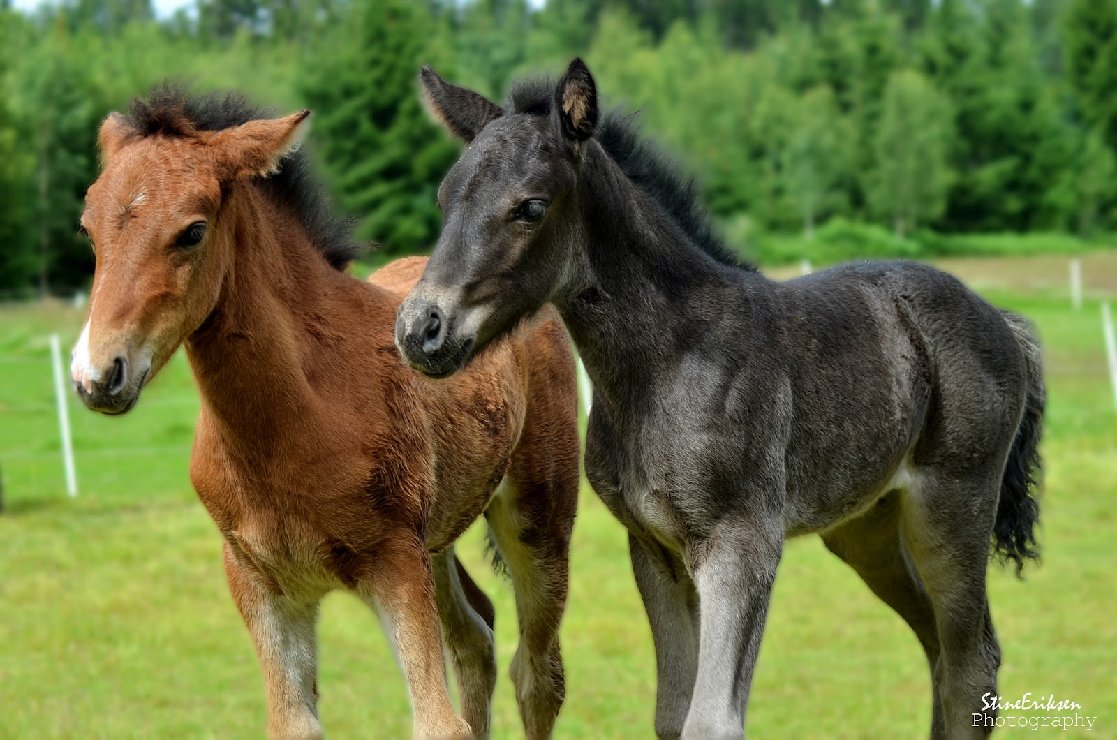 The Last Wild: Foals