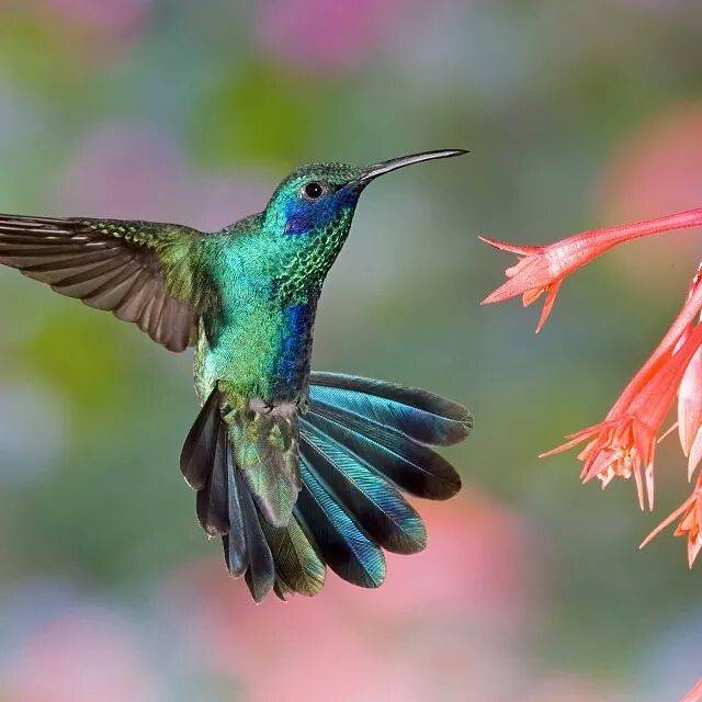 INVENTARIO DE FLORA Y FAUNA DE NARIÑO: FAUNA