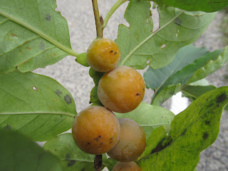 Cittaslow Botanik Park: KARA HURMA ( Diospyros lotus )