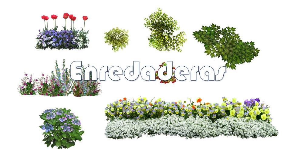 Enredaderas - RT Studio