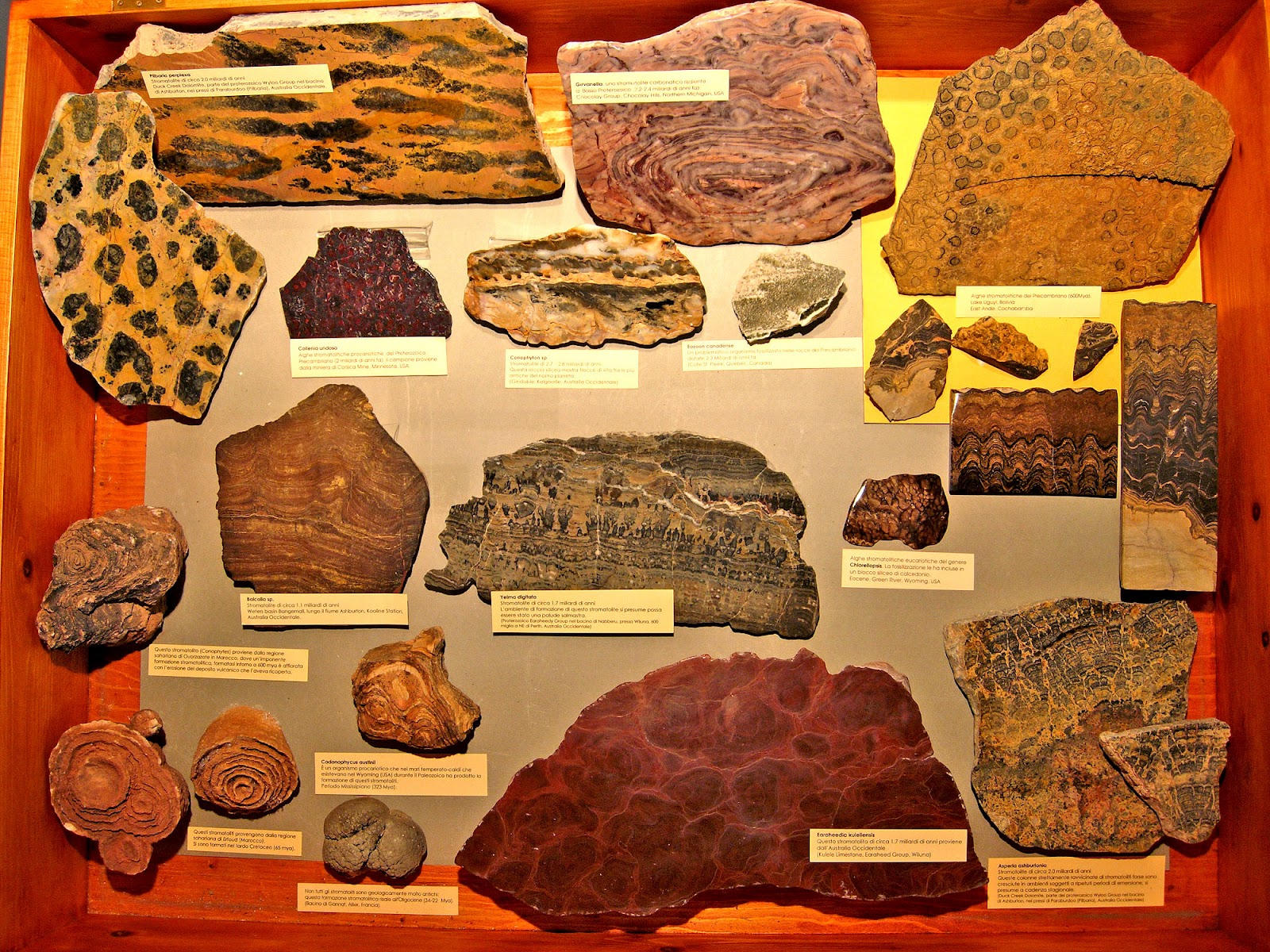 L'angolo della Geologia: Scienze della Terra: Stromatoliti - Bindstone